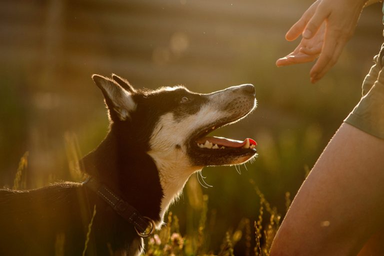Masterson’s Veterinary Clinic, with offices in Somerset and New Lexington